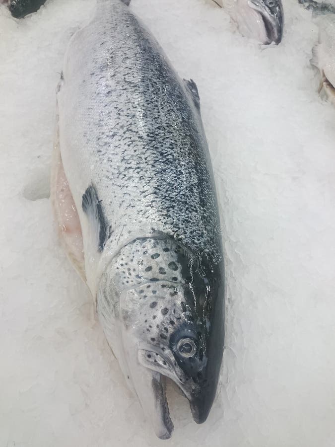 Fresh Chilled Fish Lying on the Ice. Fresh Fish in the Store Limited ...