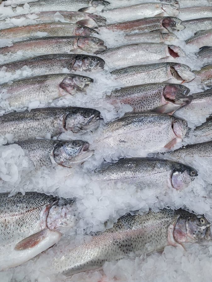 Fresh Chilled Fish Lying on the Ice. Fresh Fish in the Store Limited ...
