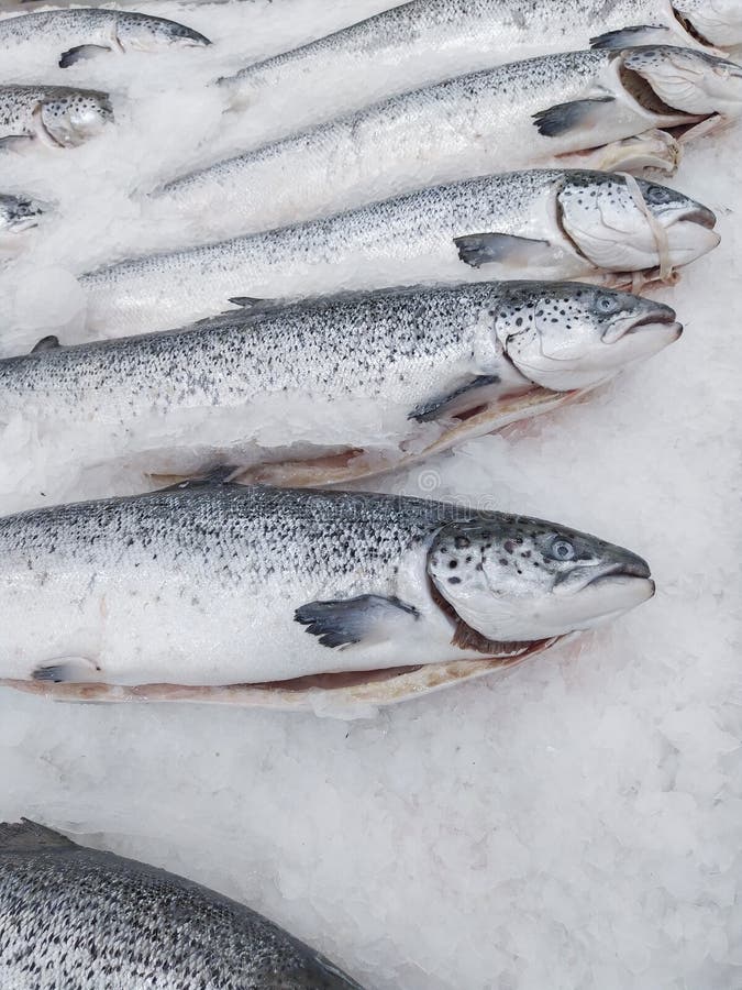 Fresh Chilled Fish Lying on the Ice. Fresh Fish in the Store Limited ...