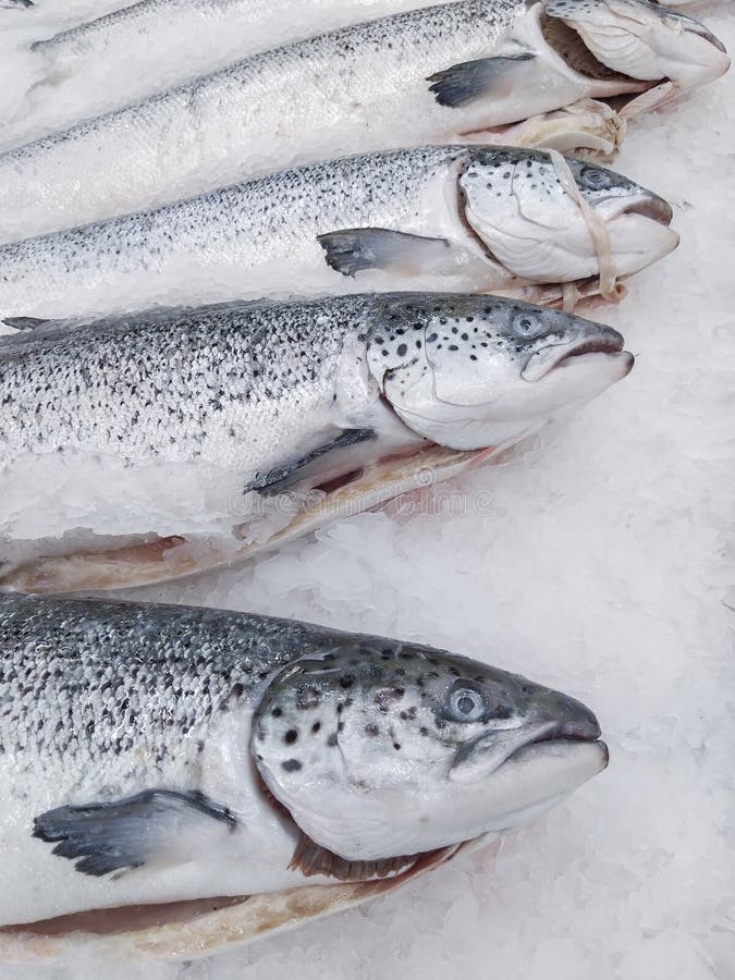 Fresh Chilled Fish Lying on the Ice. Fresh Fish in the Store Limited ...