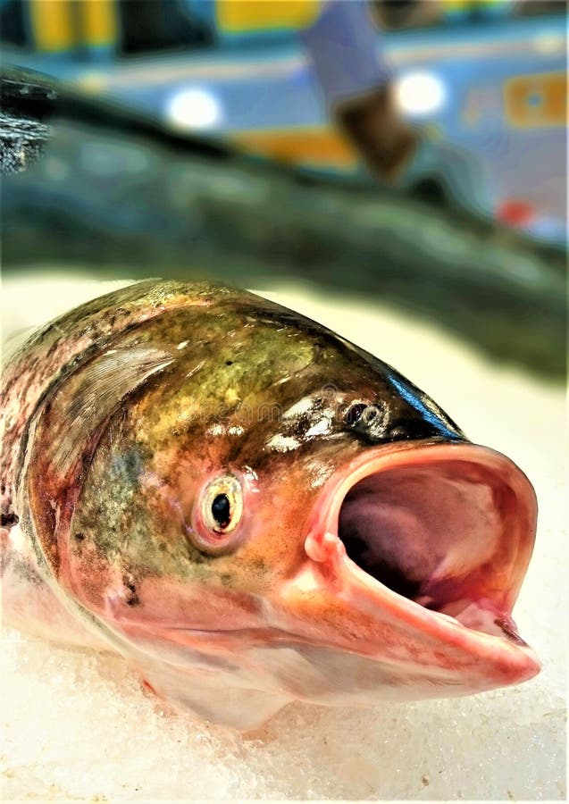 Fresh Chilled Raw Fish on Ice Stock Photo - Image of catch, grocery ...