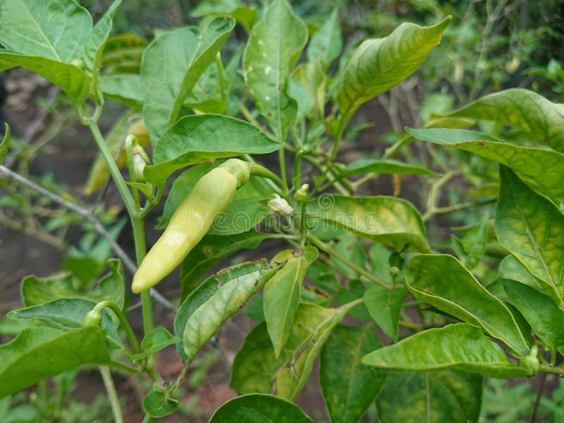 Fresh Chilli Growing on Its Trees on the Garden Stock Image - Image of ...