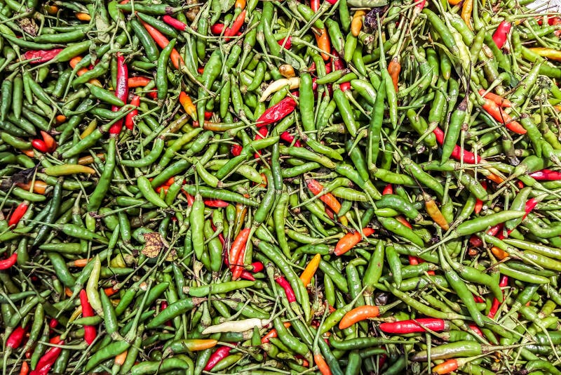 Fresh chilli stock photo. Image of cook, cuisine, healthy - 97224552