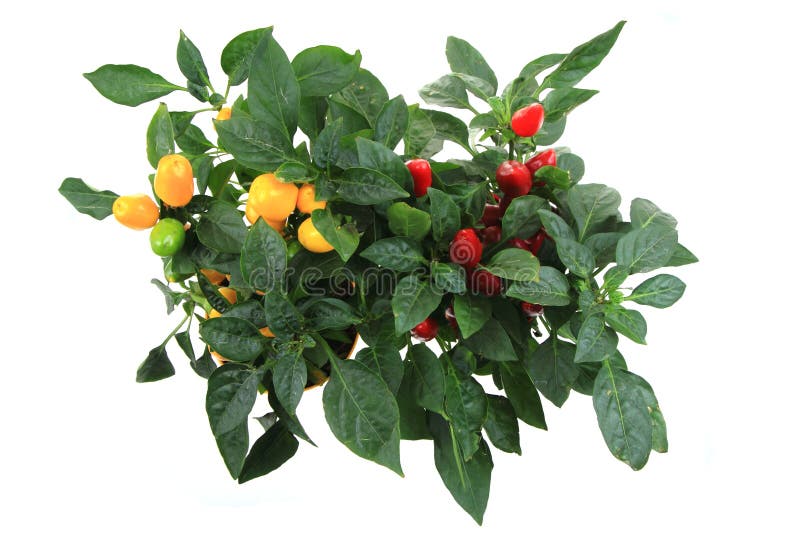 Fresh chilli plant stock photo. Image of fresh, chilly - 65516236
