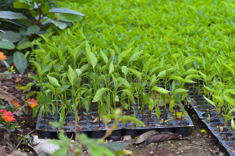 Fresh Chilli seedlings stock image. Image of environment - 241829399