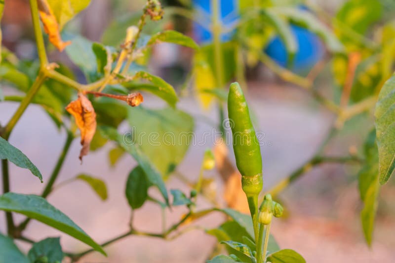 Fresh Chilli on Stem with Leaf Stock Image - Image of natural, growing ...