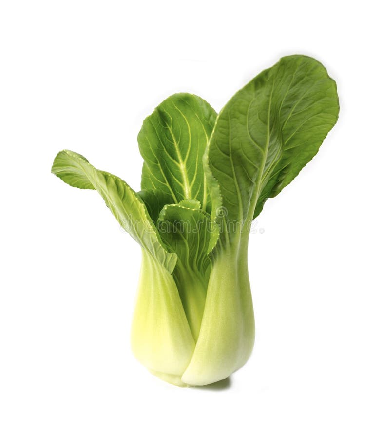 Chinese boy choy cabbage stock photo. Image of nutritious - 35580012
