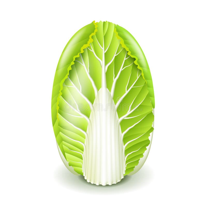 Fresh Chinese Cabbage Isolated on White Vector Stock Vector ...