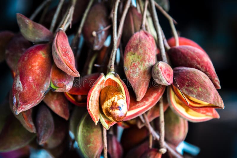 Fresh Chinese Chestnuts Sterculia Monosperma in the Red Shell Stock ...