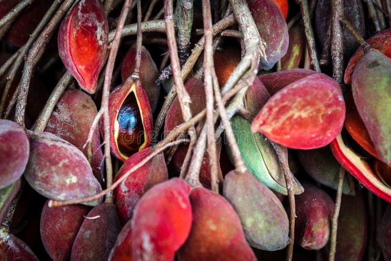 Fresh Chinese Chestnuts Sterculia Monosperma in the Red Shell Stock ...