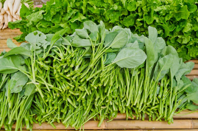 Fresh Chinese Kale Picture. Image: 22733217