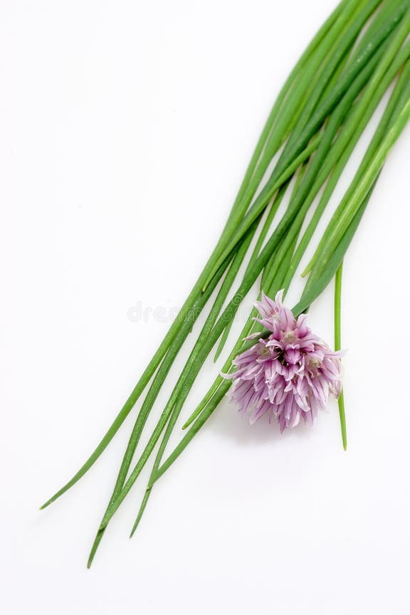 Fresh Chive stock image. Image of tasty, fresh, natural - 4187009