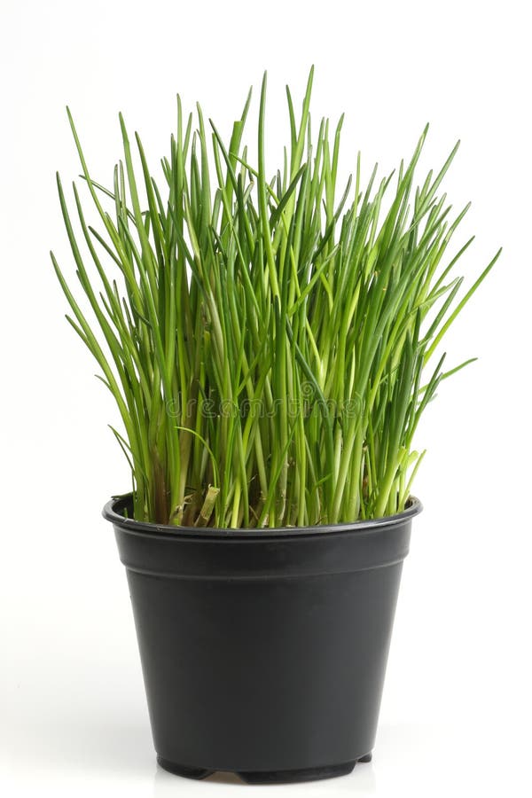 Chive stock photo. Image of organism, canister, nature - 98937072