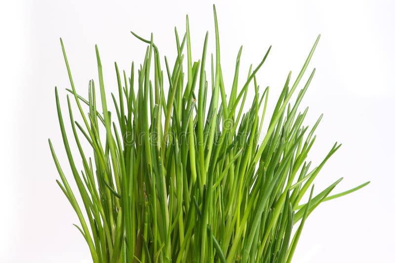 Fresh chives bunch stock photo. Image of aromatic, condiment - 15331166
