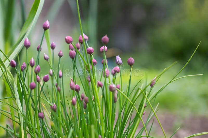 Fresh Chive Growing in the Garden, Herb, Food Concept Stock Photo ...