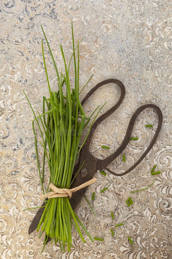Fresh chive and scissors stock photo. Image of chive - 166849246
