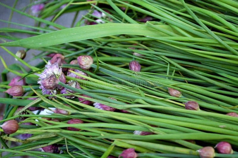 Chives stock image. Image of schoenoprasum, grow, aromatic - 15559563