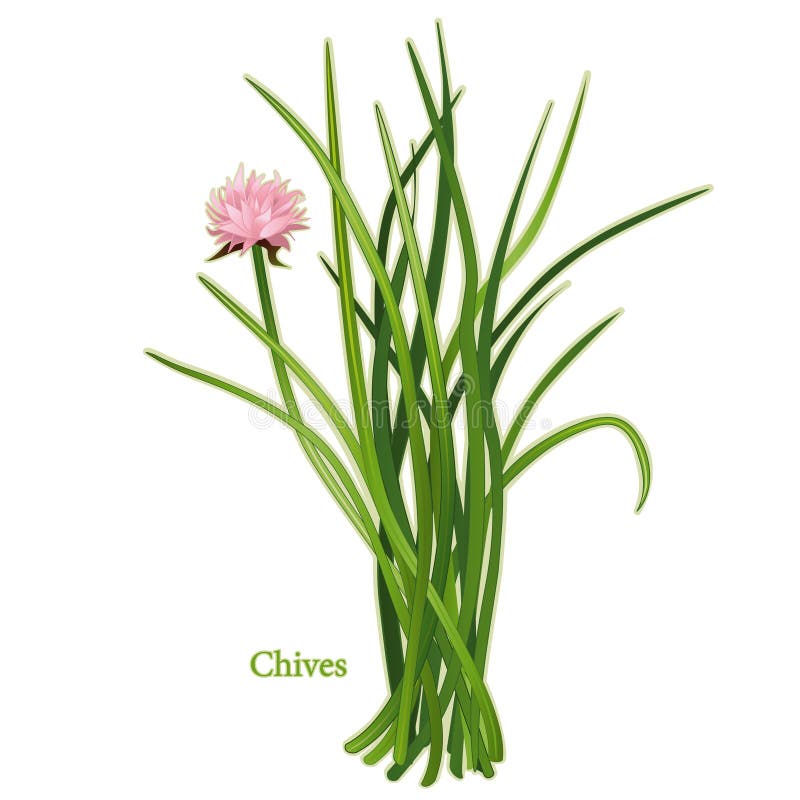 Chives Plant Stock Illustrations – 3,491 Chives Plant Stock ...