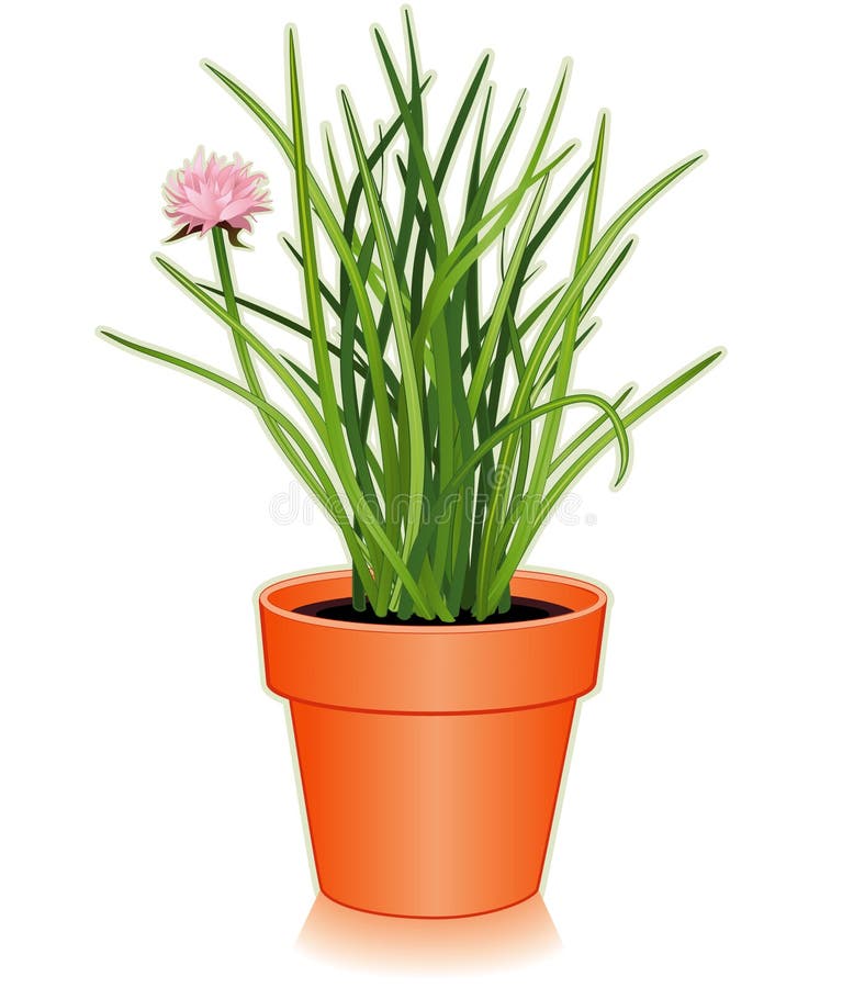 Chives Plant Stock Illustrations – 3,491 Chives Plant Stock ...