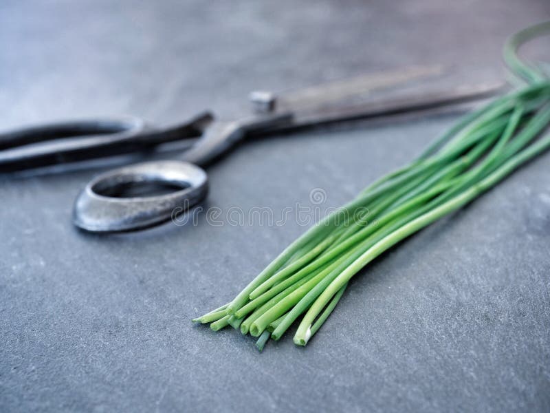 Fresh Chives and Vintage Scissors on Dark Grey Table Stock Photo ...