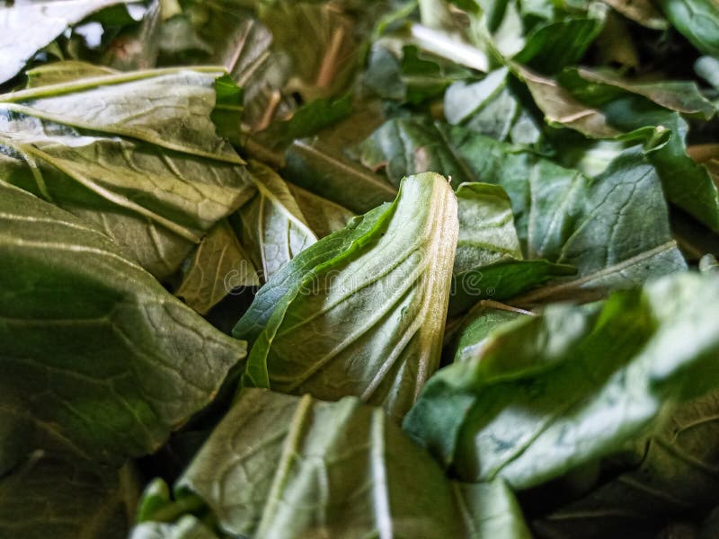 Fresh Chopped Mustard Green Background Stock Photo - Image of produce ...