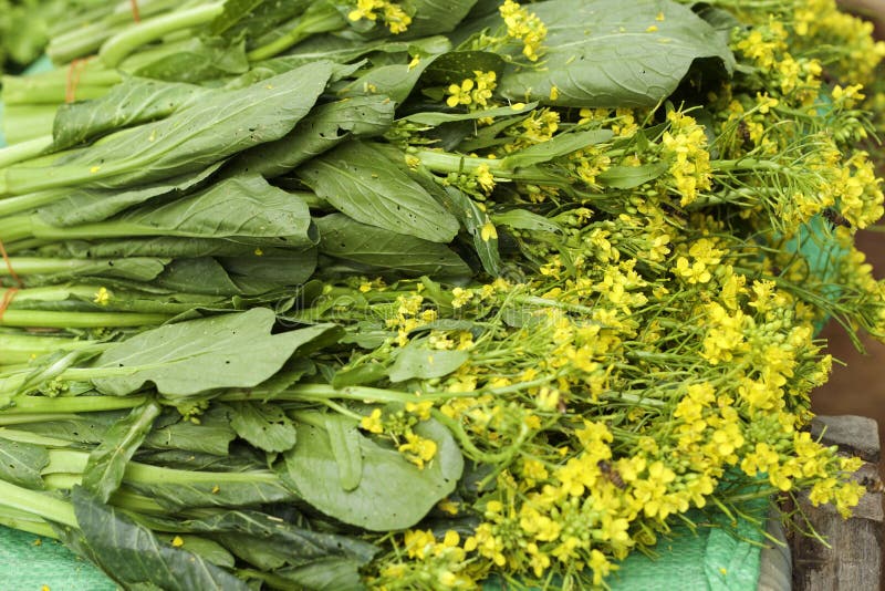 Fresh Bok Choy Plant Growing in Recycled Container Stock Photo - Image ...