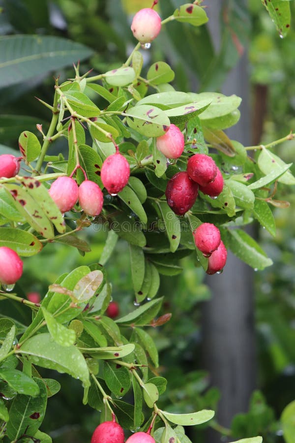 Fresh Christ`s Thorn on the Tree with Raindrops Stock Image - Image of ...