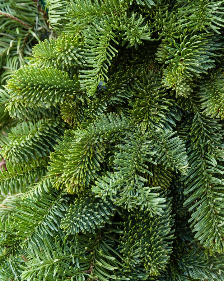 Fresh Christmas Decorations with Greens Stock Image - Image of ...