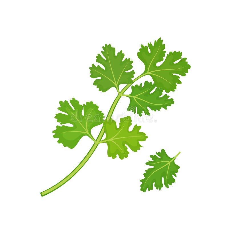 Cilantro Bunch Stock Illustrations – 383 Cilantro Bunch Stock ...