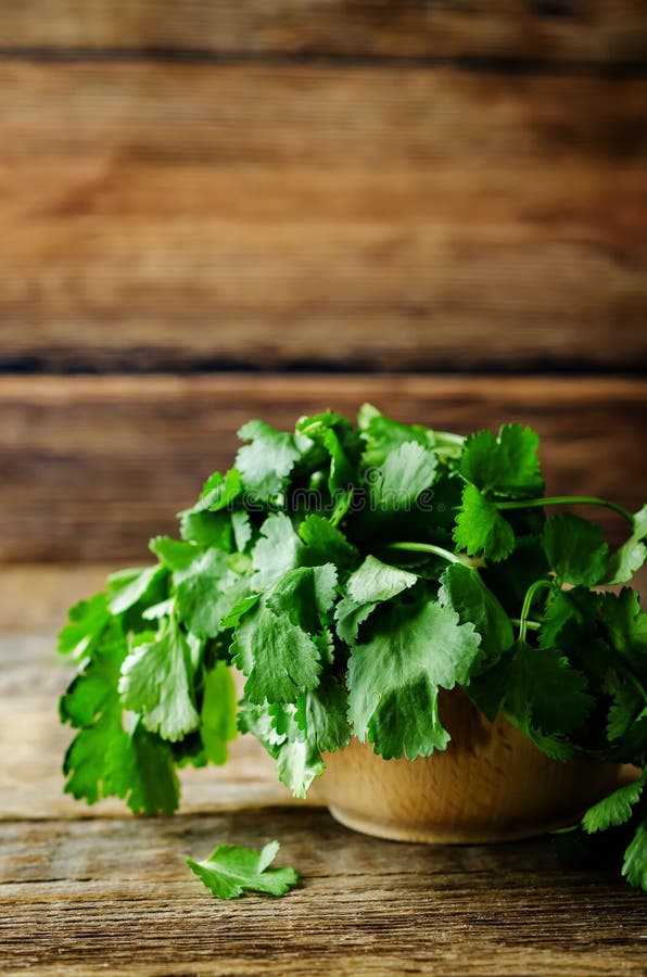 Fresh Cilantro Bunch stock image. Image of healthy, slice - 142085829