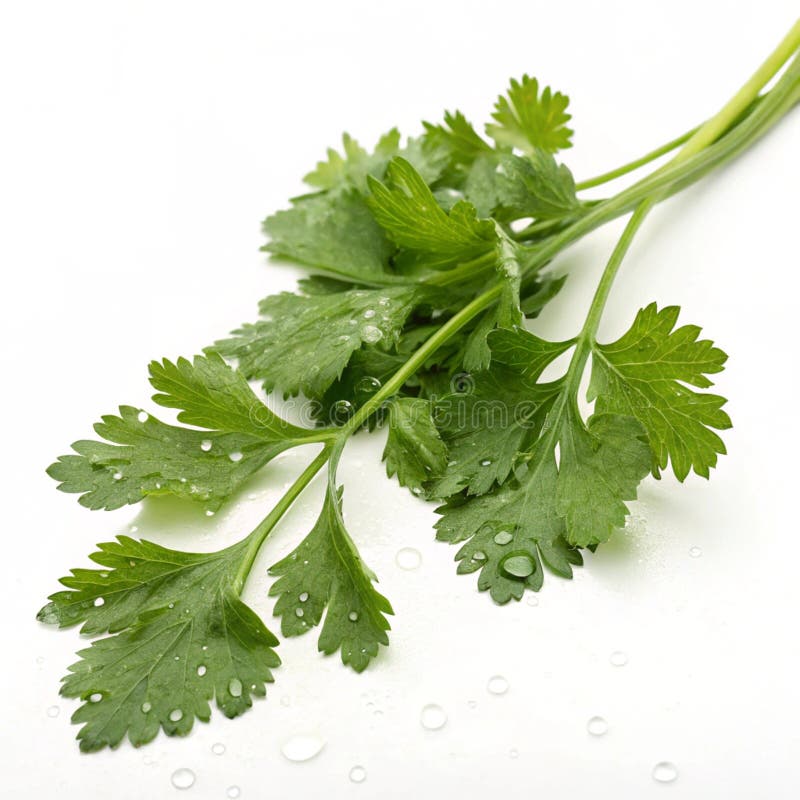 Fresh cilantro stock illustration. Illustration of spicy - 365925517
