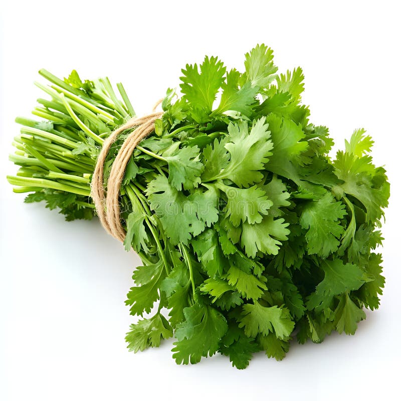 Fresh Cilantro Bunch with a Rustic Twine Tie Stock Illustration ...