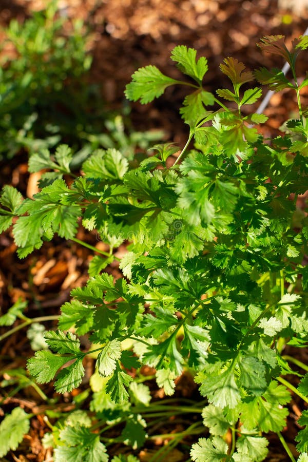 Fresh Cilantro or Coriander, Chili and Jalapeno Peppers, Avocado, Lime ...