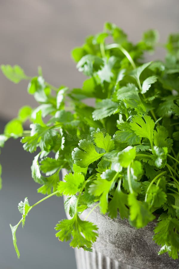 Fresh Cilantro or Coriander, Chili and Jalapeno Peppers, Avocado, Lime ...