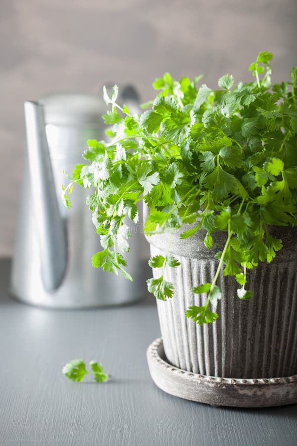 Fresh cilantro herb in pot stock image. Image of ingredient - 112116911