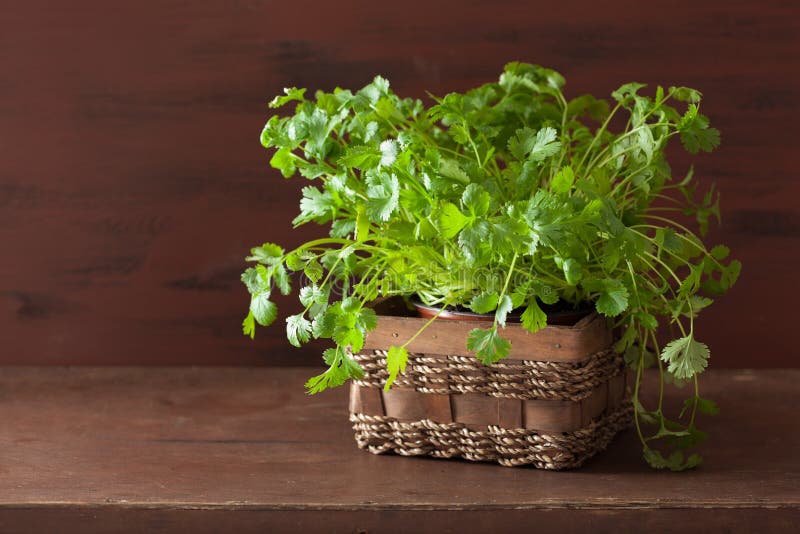 Fresh cilantro herb in pot stock image. Image of fresh - 118144627