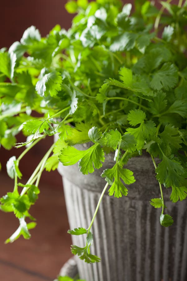 Fresh cilantro herb in pot stock image. Image of rustic - 108093979