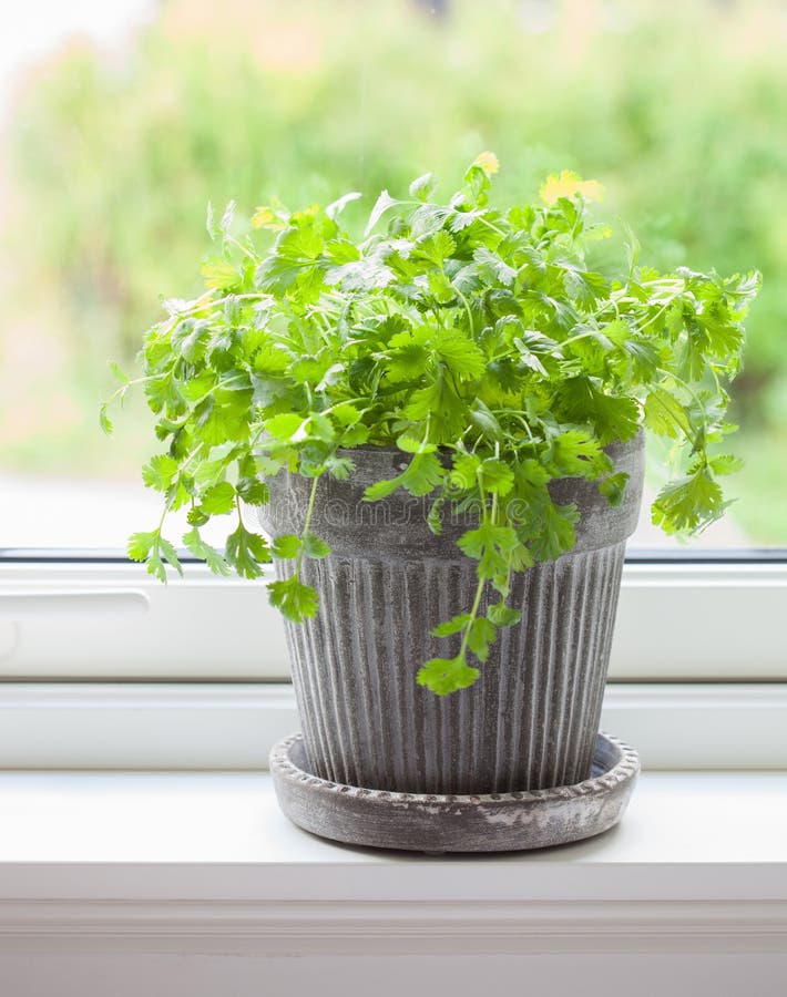 Fresh cilantro herb in pot stock photo. Image of cooking - 118144652