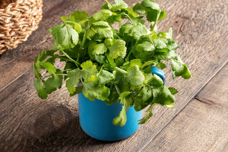 Fresh Cilantro Leaves in a Blue Pot on a Table Stock Image - Image of ...