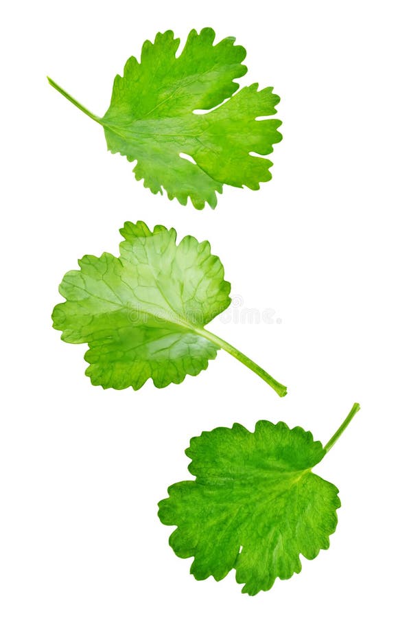 Fresh Cilantro Leaves on a White Background Stock Photo - Image of ...