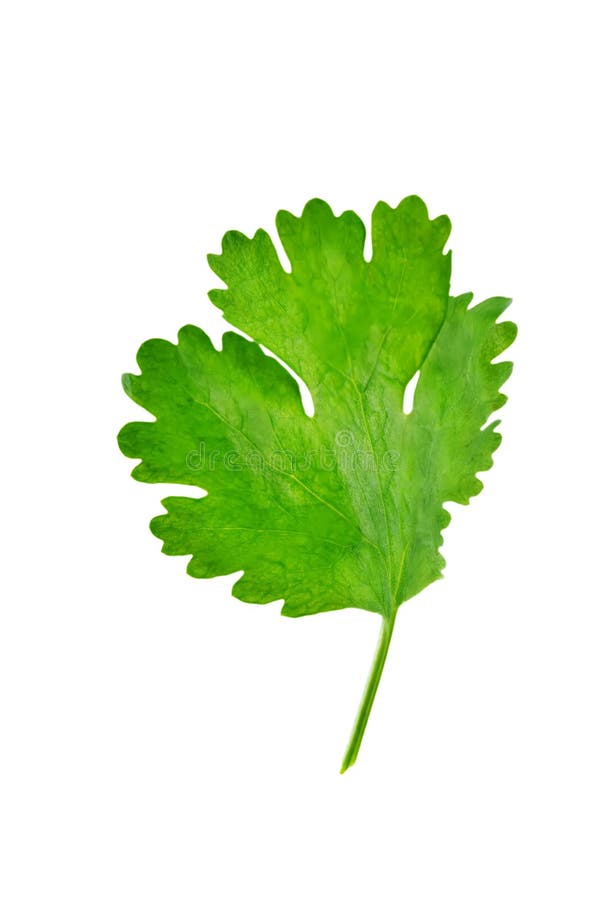 Fresh Cilantro Leaves on a White Background Stock Image - Image of ...