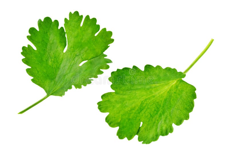 Fresh Cilantro Leaves on a White Background Stock Image - Image of ...