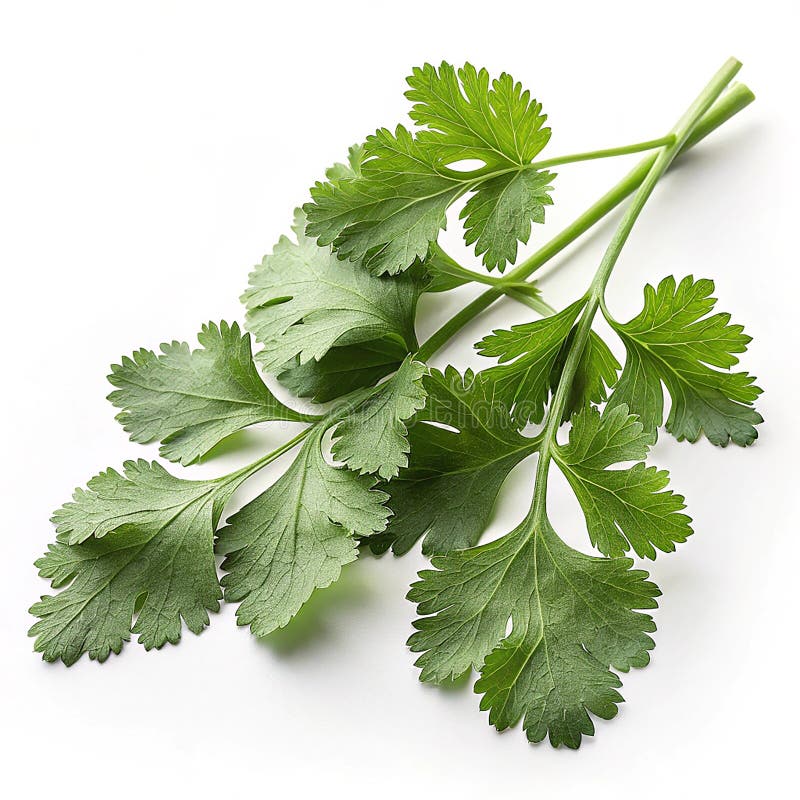 Fresh Cilantro Leaves on White Surface Stock Illustration ...