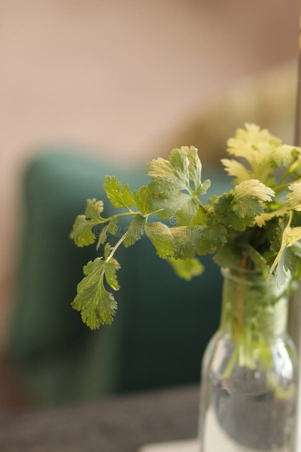 Fresh Cilantro or Coriander, Chili and Jalapeno Peppers, Avocado, Lime ...