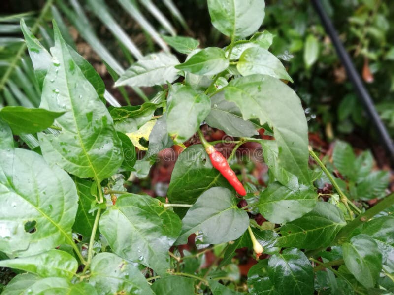 Fresh Cili Padi from Farm stock image. Image of plant - 251247483