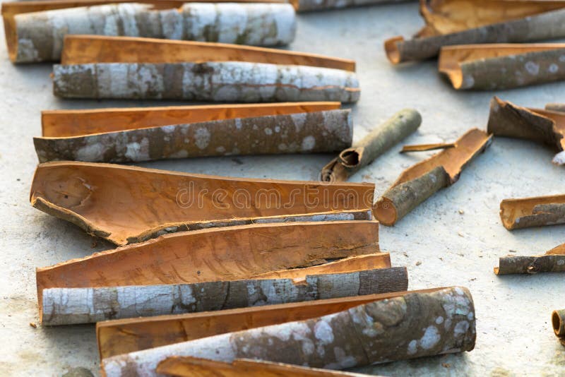 Drying of the Cinnamon Sticks Stock Image - Image of asia, group: 138436061