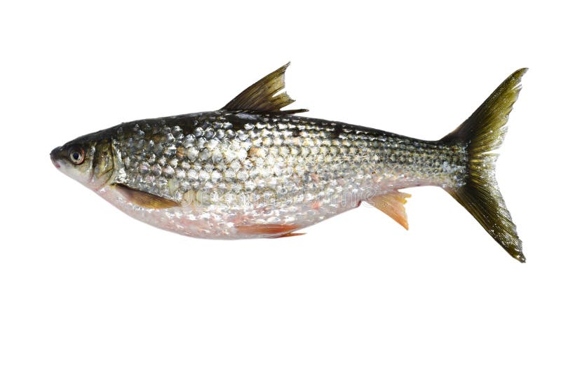 Cirrhinus Mrigala Fish Stock Photos - Free & Royalty-Free Stock Photos ...