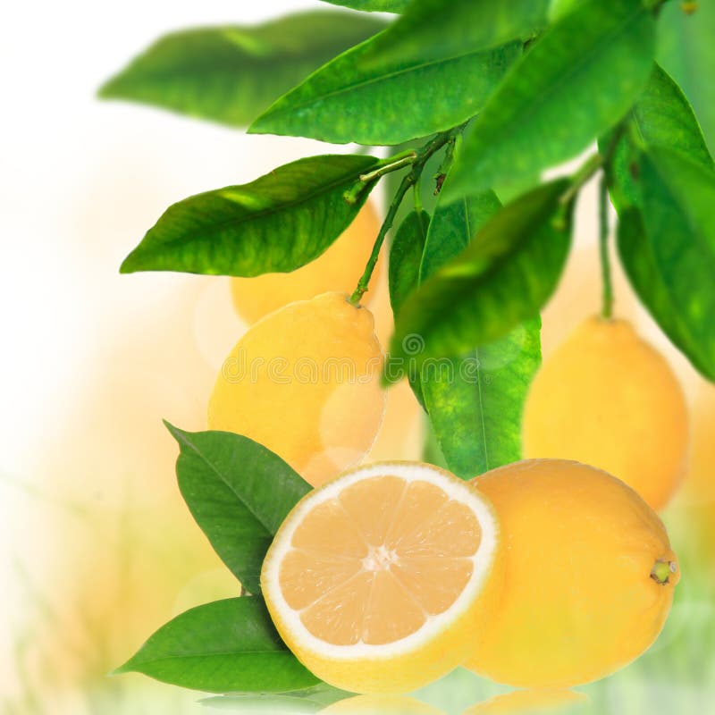 Fresh citruses stock image. Image of agriculture, grow - 23137051