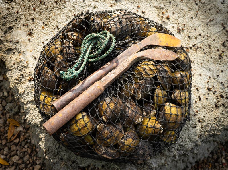 Fresh in the BASKET stock image. Image of basket, shellfish - 125198955