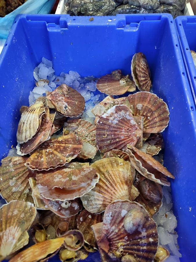 Fresh in the box stock photo. Image of fish, leaf, food - 263088240